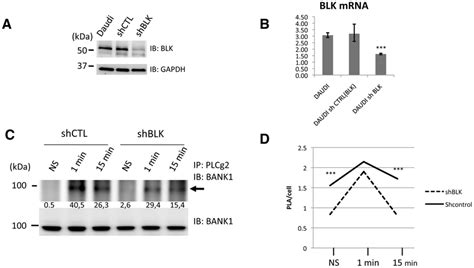 Silencing Of The Blk Kinase Leads To Alteration Of The Association Download Scientific Diagram