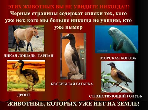 Фото Красной Книги Цвета Красного —