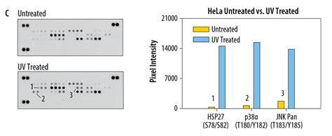Proteome Profiler Human Cell Stress Array Kit ARY018 R D Systems