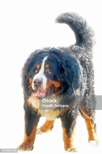 흰색 배경 앞 순종 Bernese 산 강아지의 초상화 0명에 대한 스톡 사진 및 기타 이미지 0명 가축 갈색 Istock