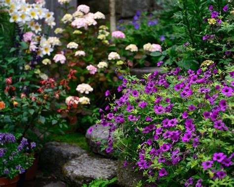 Geranium Anne Thomson Bare Roots — Buy Purple Cranesbill Online At