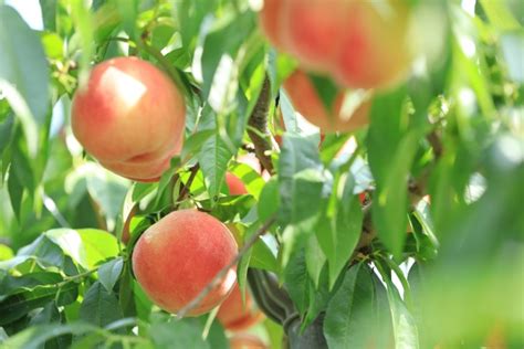 【2020年】桃の消費量ランキング日本一は何県47都道府県別の生産量と比較 お役立ち！季節の耳より情報局