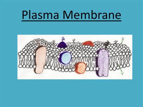 Plasma Membrane Structure Function Cell Biology Presentation