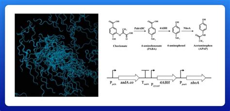 Elliot Hershberg Linkedin‘de Engineering Biotech Synbio Techbio