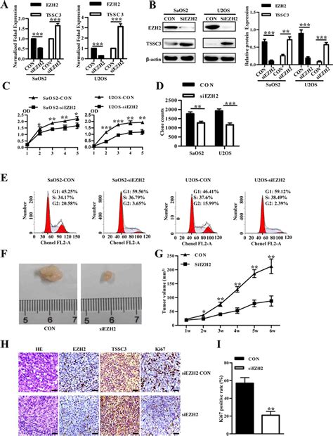 Ezh2 Knockdown Inhibits Cell Growth Of Osteosarcoma In Vitro And In