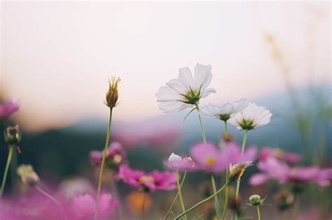 정원에 피는 아름다운 코스모스 꽃을 닫습니다 봄 아침과 푸른 하늘에 화려한 코스모스 꽃 치앙라이의 아침 일출에 농장에서 코스모스