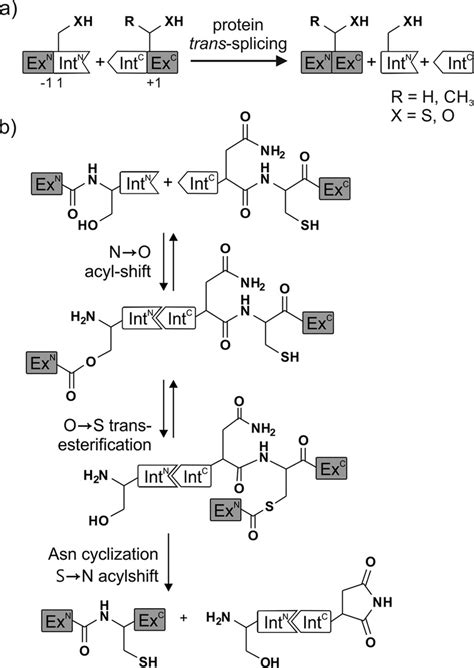 Protein Splicing Reaction Shown Are The Reactions Here For Protein