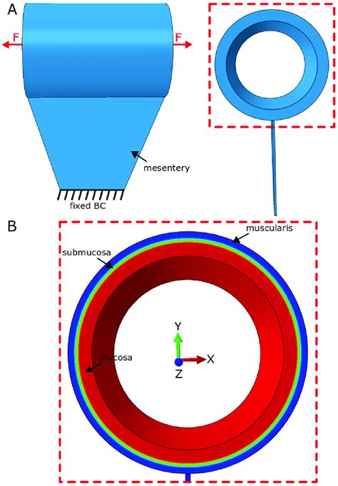 Finite Element Model For Distraction Enterogenesis A B Frontal And