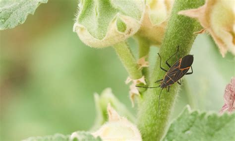 3 Ways To Get Rid Of Boxelder Bugs And 4 Prevention Tips