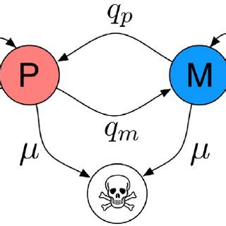 Schematic Describing The Continuous Time Markov Process Each Cell Is Download Scientific