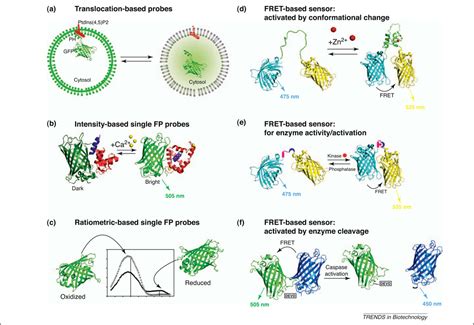 Design And Application Of Genetically Encoded Biosensors Pmc