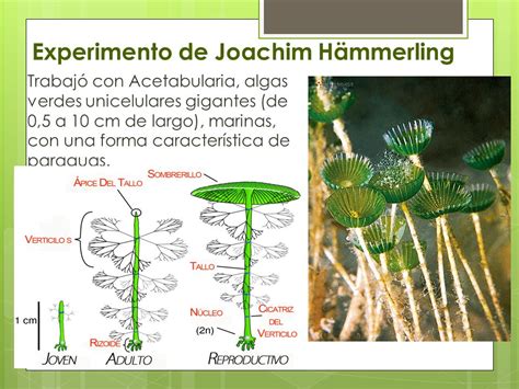 Funcion Del Nucleo On Emaze