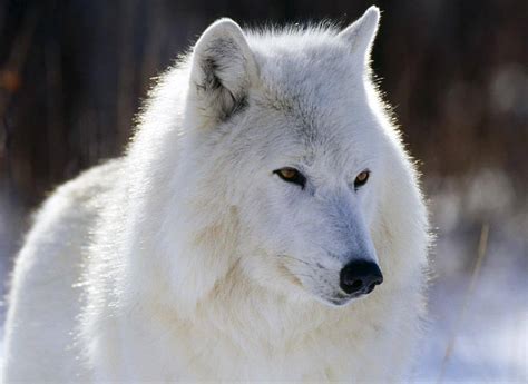 ¿dónde Vive El Lobo 【actualizado 2018】