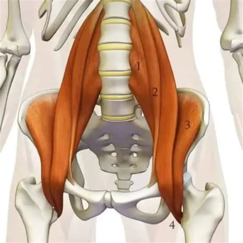 Fortalecimento Do Iliopsoas 3 Formas De Alongar O Músculo Psoas