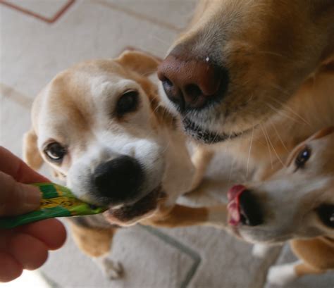 犬生初なのだ！ こまったちゃんのブログ