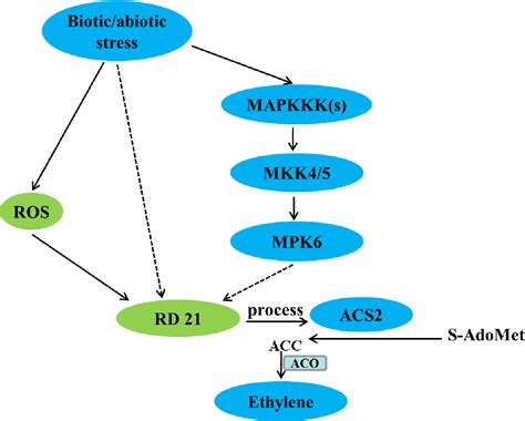 Figure 24 From Regulation Of Ethylene Biosynthesis And Multiple