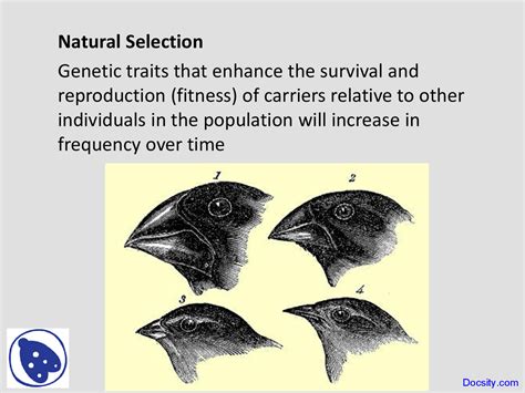 Natural Selection Geography Lecture Slides Docsity