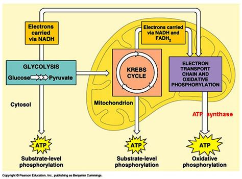 Botany 223 Cheat Sheet From Jhundal Cellular Respiration