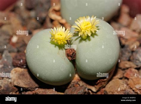 Conophytum Calculus Ssp Vanzylii Stock Photo Alamy
