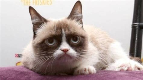 Internet Superstar Grumpy Cat Has Died Nz