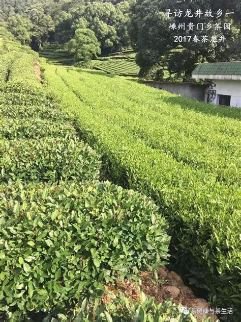 茶葉「耐不耐泡」，到底跟什麼有關 每日頭條