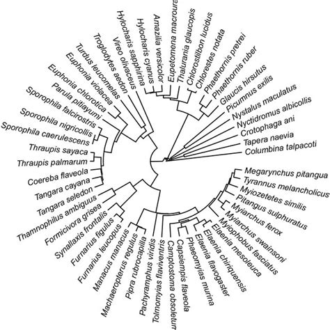 Phylogeny Of The Bird Community N 53 Species Recorded In 19 Download Scientific Diagram
