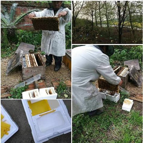 Bee Hive Beekeeping King Box Pollination Box Foam Grandado