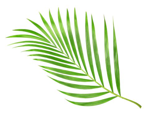 Hoja De Hoja Verde Hoja De Palma Png Hojas De Palma Verde Hoja The