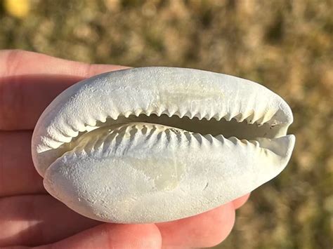 Florida Fossil Gastropod Siphocypraea Problematica Cypraea Cowrie Shell Pliocene 21 69