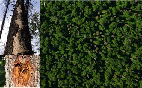 A Tree Trunk Infested With Mountain Pine Beetle Showcasing Egg