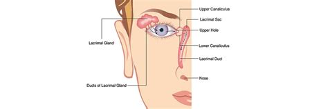 Lacrimal Duct Obstruction In Adults And Its Treatment Op Dr Hüseyin