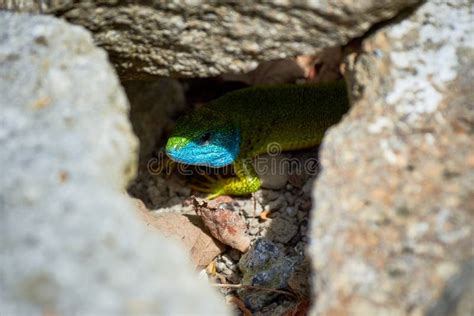 European Green Lizard Male Stock Image Image Of Fauna 309776055