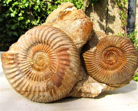 Inferior Oolite Ammonites Jurassic Coast Fossils