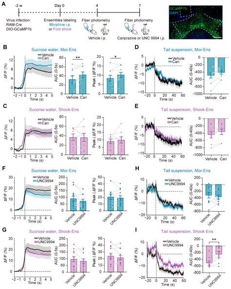 Morphine And Foot Shock Responsive Neuronal Ensembles In The Vta Possess Different Connectivity