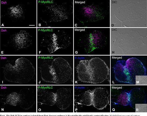 Figure 1 From The Nanoscale Organization Of The Wnt Signaling