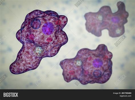 Entamoeba Gingivalis Wikipdia