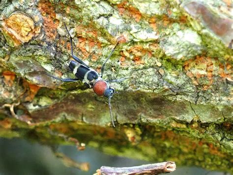 ブドウトラカミキリクビアカトラカミキリ てんとう虫の歳時記 2