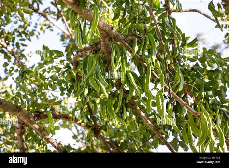 Carob Tree South Africa At Elijah Octoman Blog