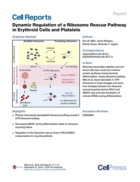 Pdf Dynamic Regulation Of A Ribosome Rescue Pathway In Erythroid