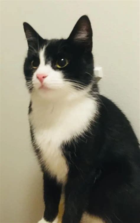 Pretty Young Tuxy 😻 Scrolller