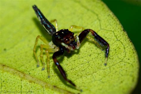 Nature Magnified Scorpion Like Jumping Spider