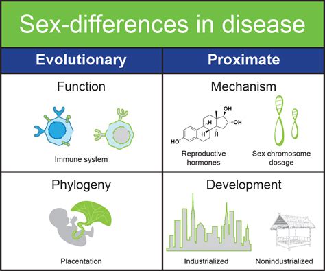Women Caught In A Pickle By Their Own Immune Systems Asu Now Access