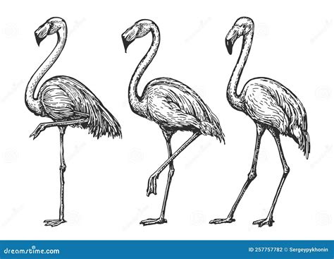 Flamingo Sketch Vector Illustration Black And White And Color Sketch