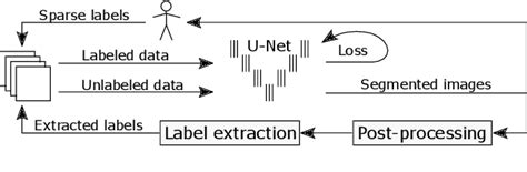Figure 1 From Evaluation Of Semi Supervised Learning Using Sparse Labeling To Segment Cell