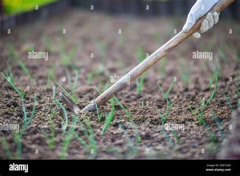 Le désherbage de lits avec des plantes d agriculture poussant dans le