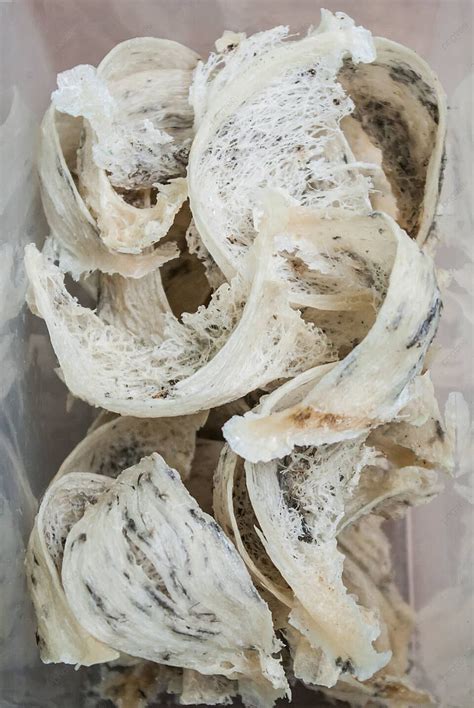 6 Edible Nest Swiftlet Photos Pictures And Background Images For Free Download Pngtree