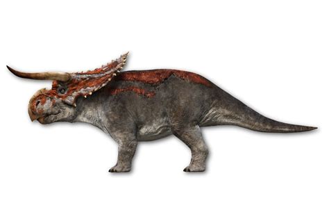 Nasutoceratops