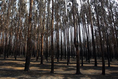 Newly Created Offset Scheme Labelled Grossly Inconsistent