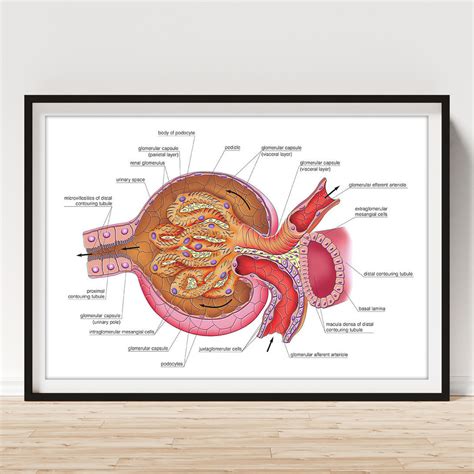 Glomerular Capsule 2 Poster By Science Photo Library Science Photo Gallery