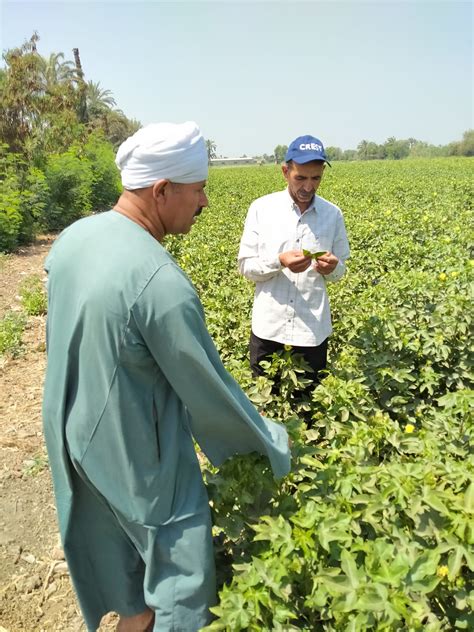 المركزية لمكافحة الآفات تتابع المحاصيل الزراعية فى رابع أيام عيد الأضحى